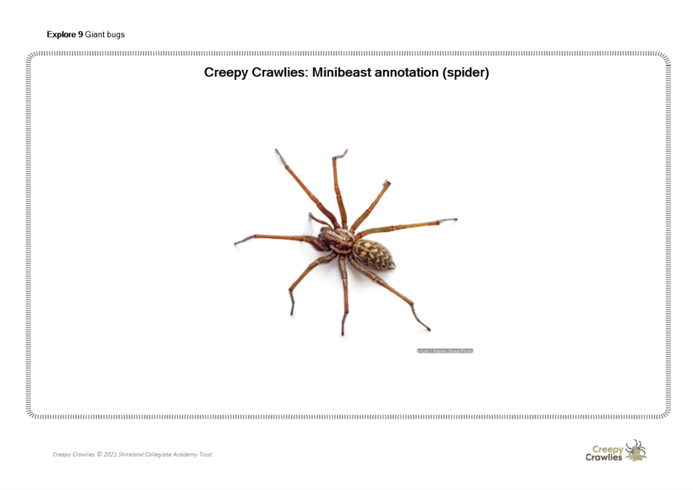 Explore 9 Giant bugs: minibeast annotation (spider) | eduu.school